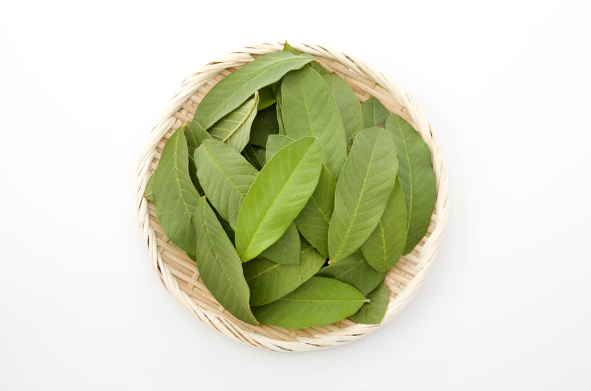 Amazing Benefits of Guava Leaves – It’s Not Just The Fruit That’s ...
