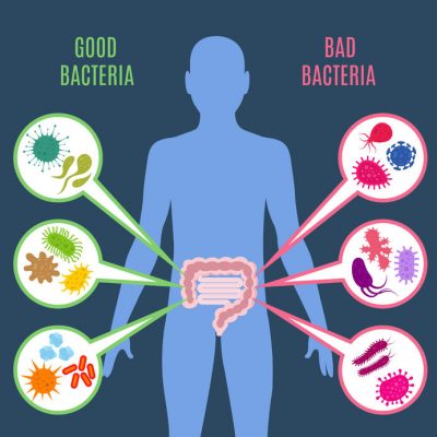 Probiotic Benefits: Good Bacteria For Healthy Digestion | ActivatedYou