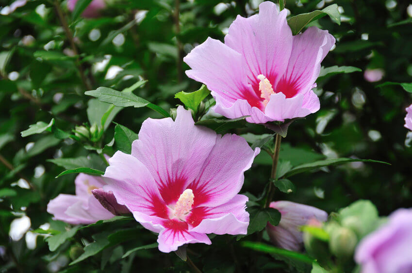 Here Are Some Of The Best Outdoor Plants For Your Patio Or Garden ...