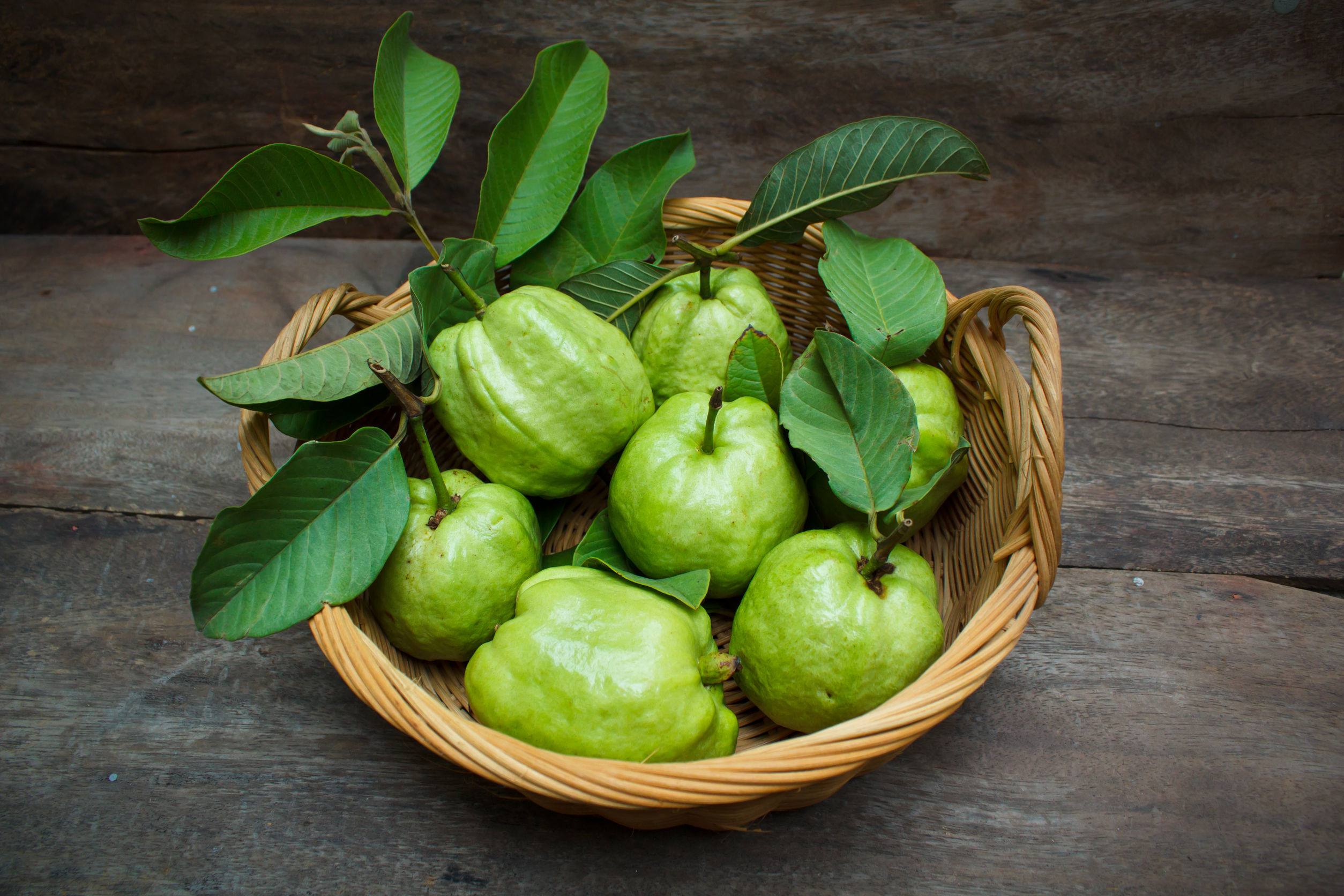 Amazing Benefits of Guava Leaves - It’s Not Just The Fruit That’s ...